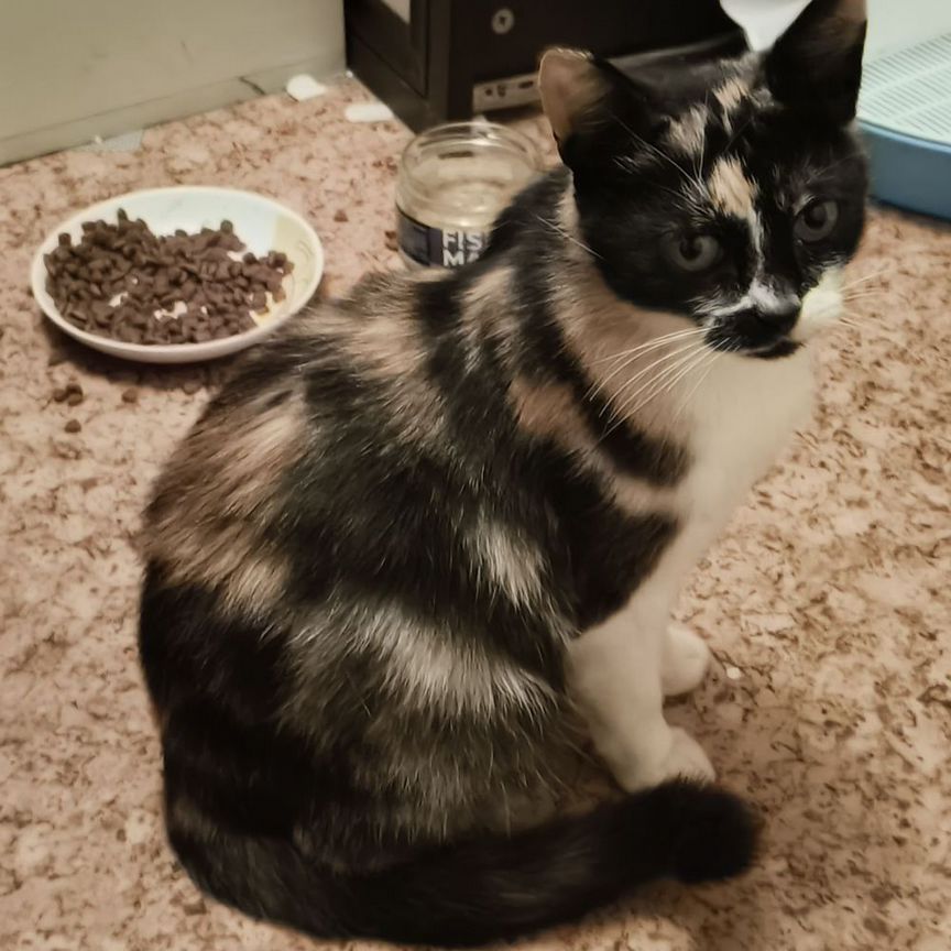 Взрослый кот в добрые руки