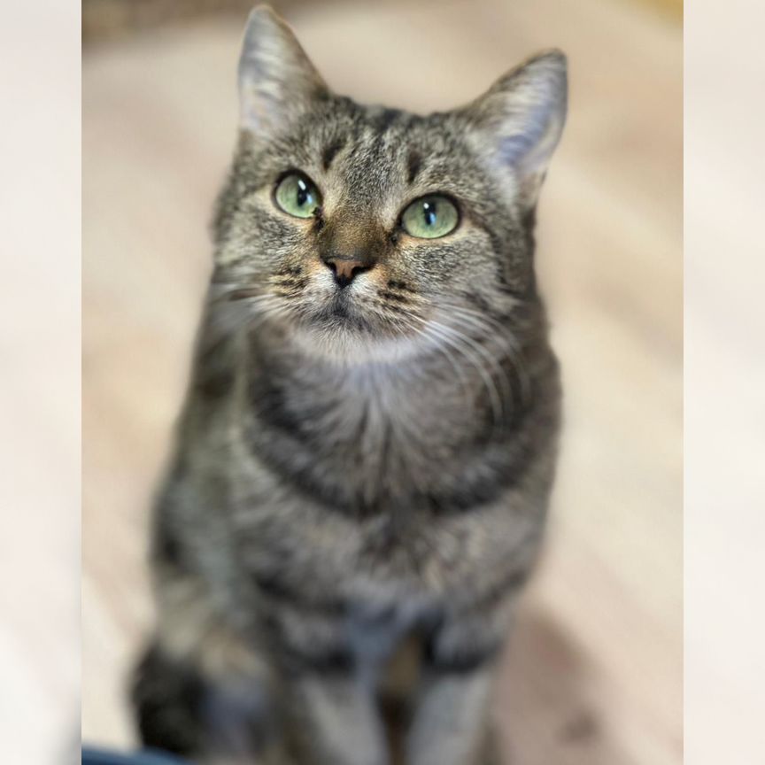 Кошка с зелёными глазами