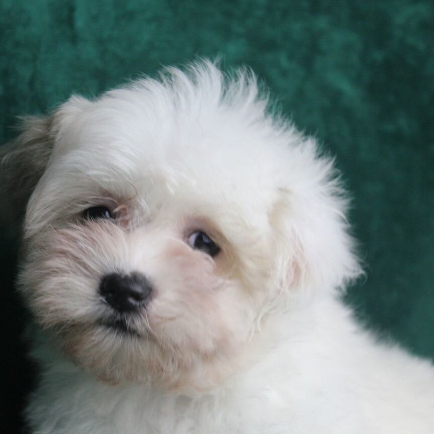 Мальтипу, щенок