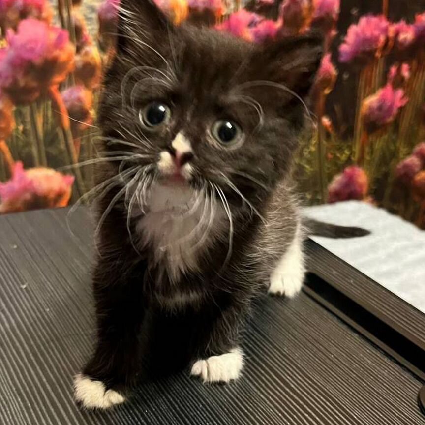 Котёнок в добрые руки