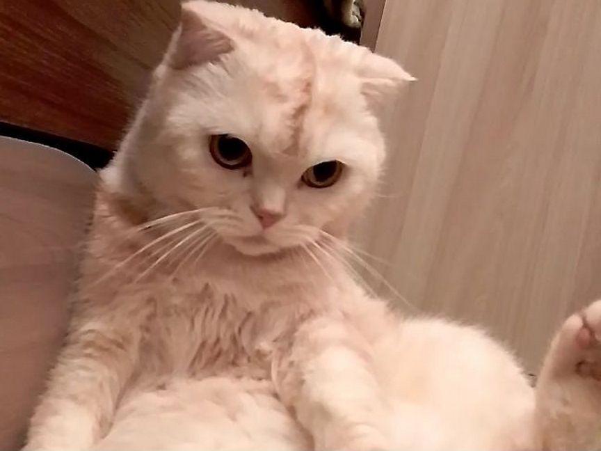 Умный кот