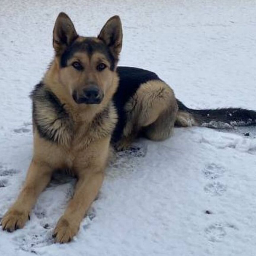 Взрослая собака в добрые руки