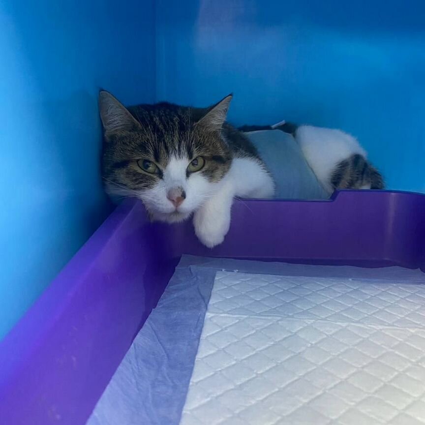 10 часов на поиск дома или куратора для Горошка