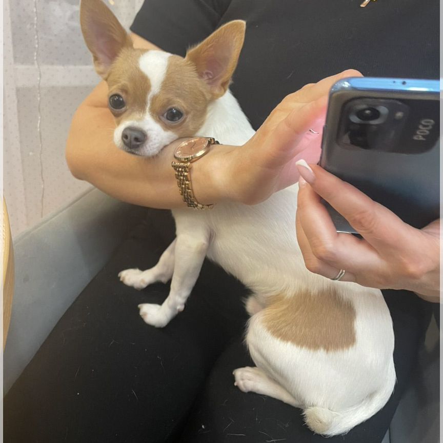 Чихуахуа, вязка