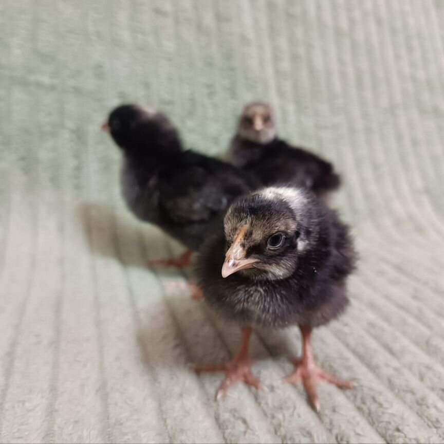 Цыплята бройлеры суточные