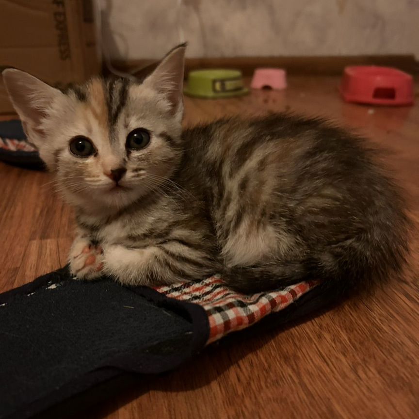 Котята бесплатно