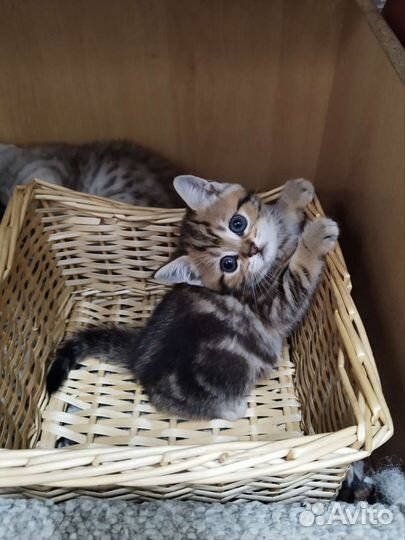 Шотландские котята мраморные
