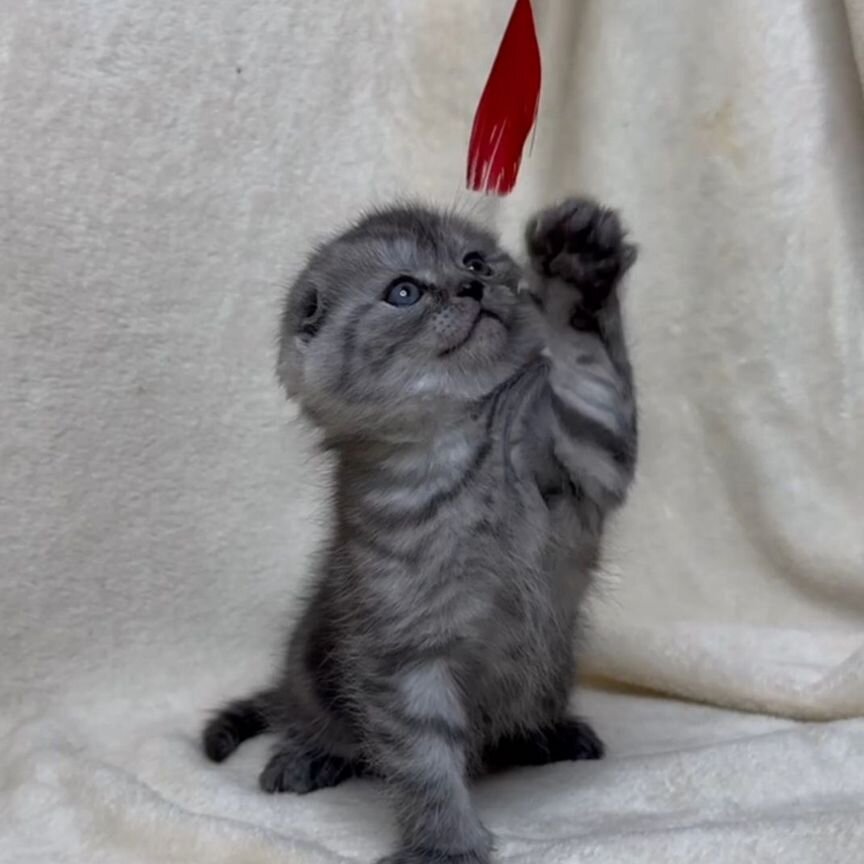 Шотландский вислоухий котик