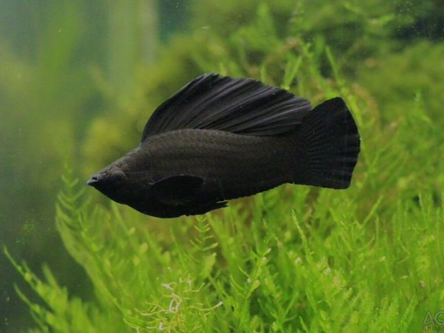 Живородящая рыбка Велифера Нигра