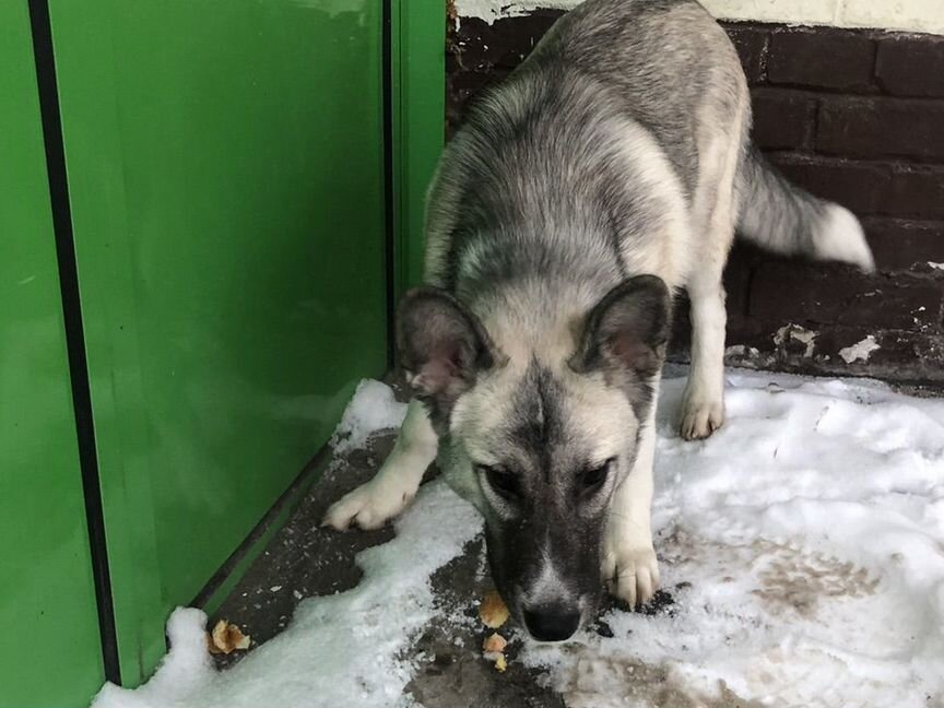 Хаски метис