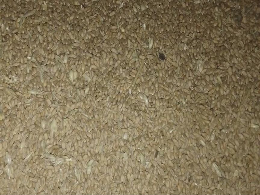 Зерно пшеница ячмень