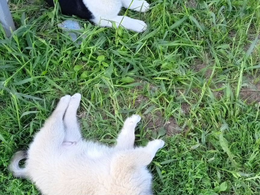 Подкинули щенят отдам даром