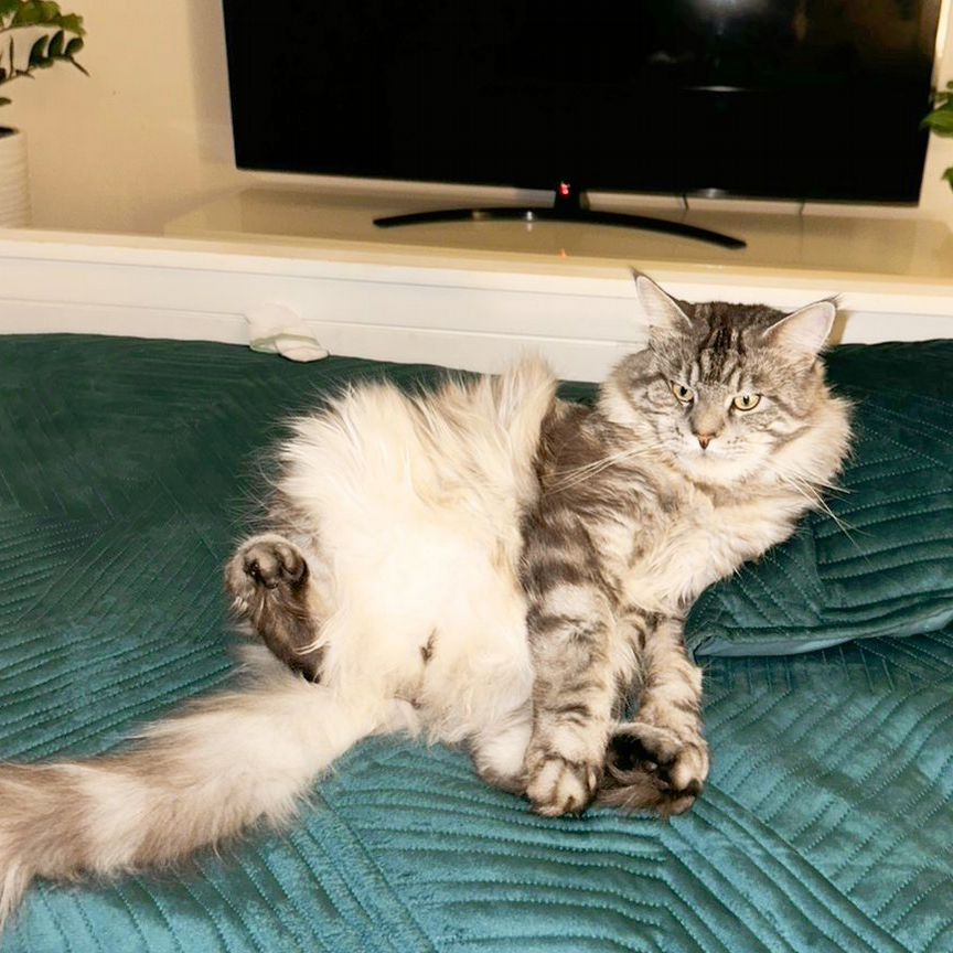 Мейн-кун вязка