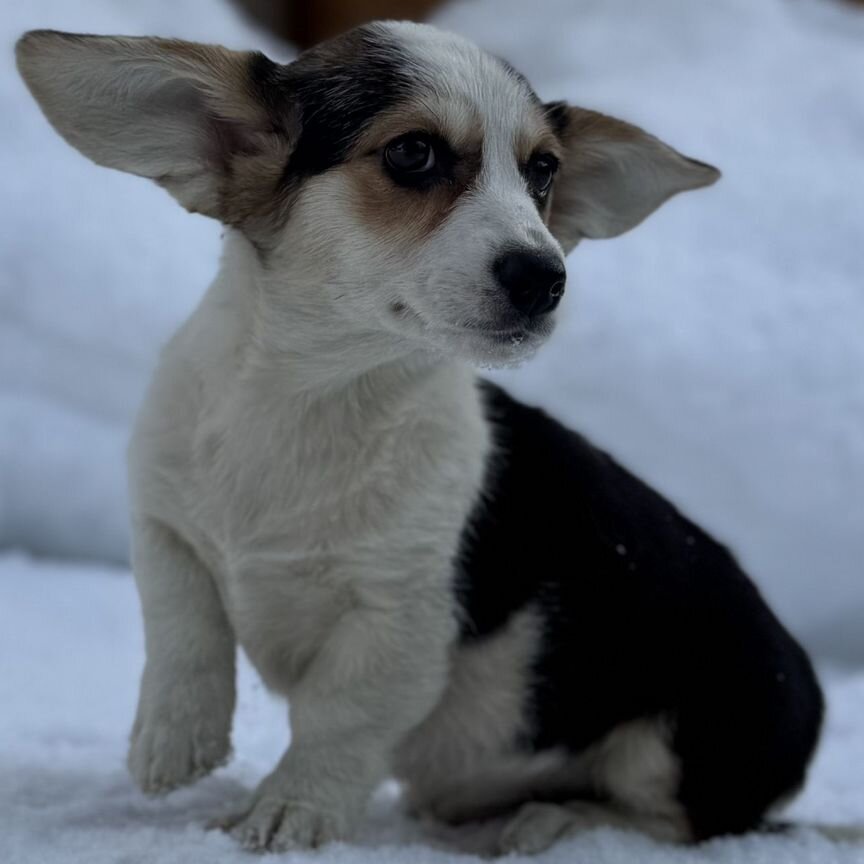 Вельш Корги Пемброк, щенок