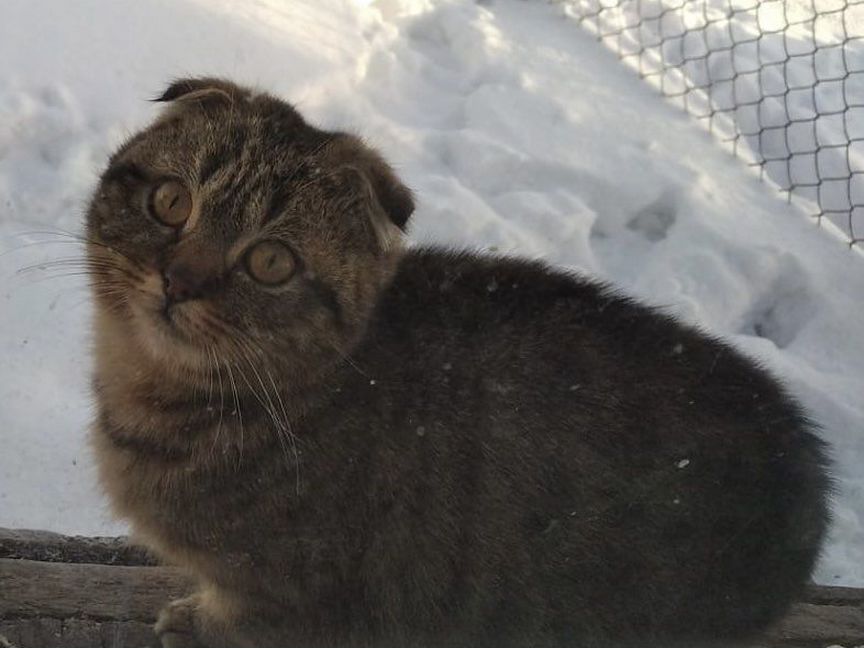 Ищем добрую семью котику