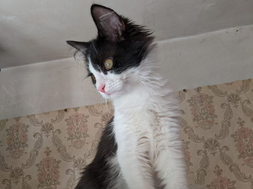 Котенок пушистик