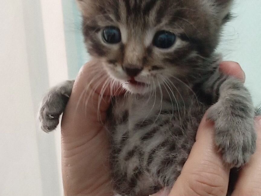 Котёнок ищет дом