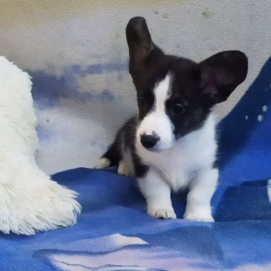 Мальчишка корги