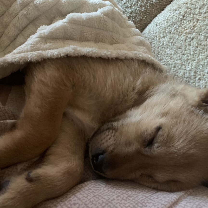 Отдам бесплатно не крупную собаку