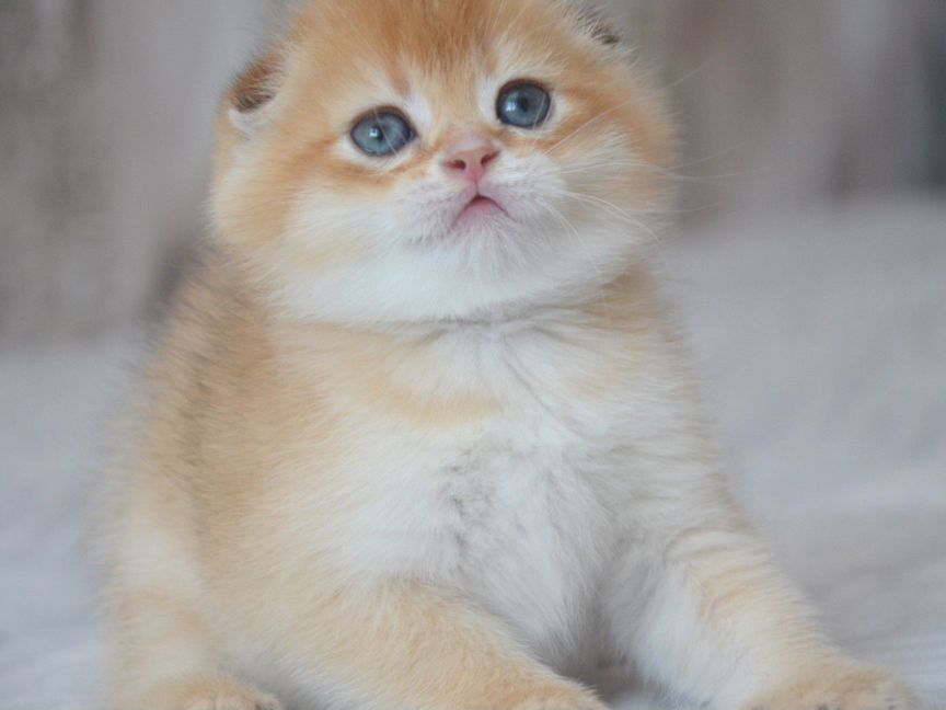 Шотландская золотая шиншилла