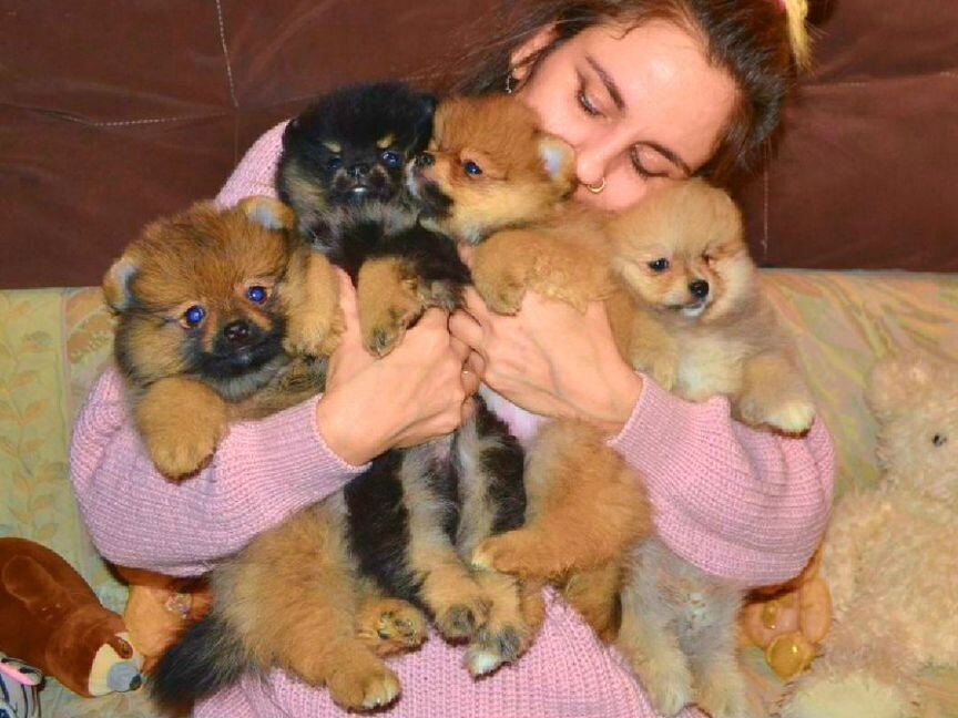 Шпицы шикарные