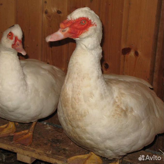 Яйцо инкубационное мускусной утки