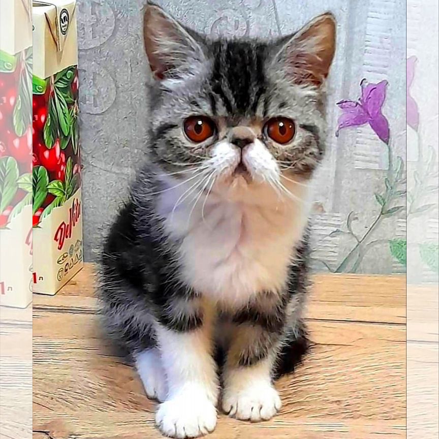 Экзотический котик