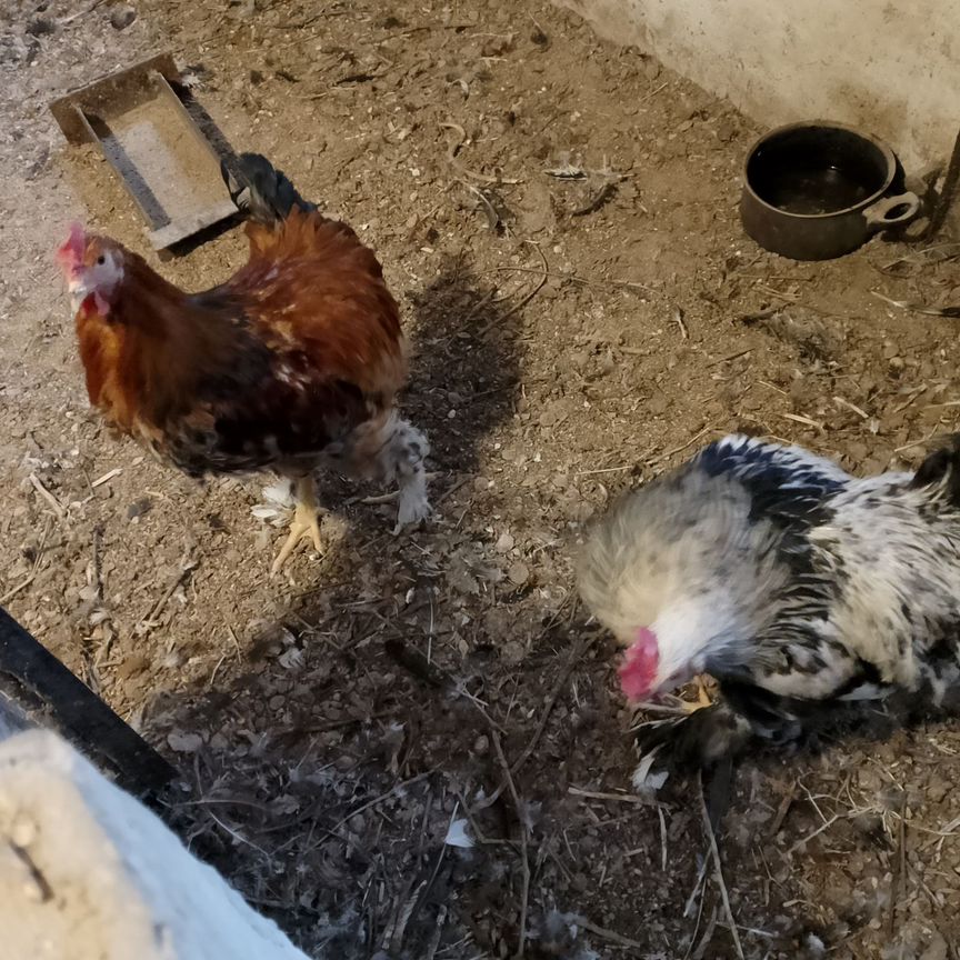 Петушки брама