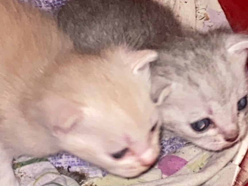 Отдам в добрые руки котят и кошку