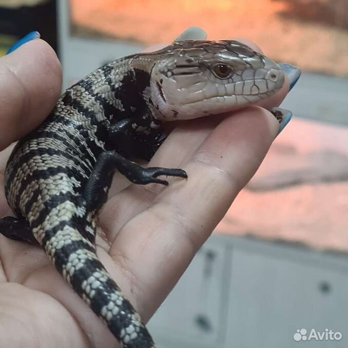 Синеязыкий сцинк