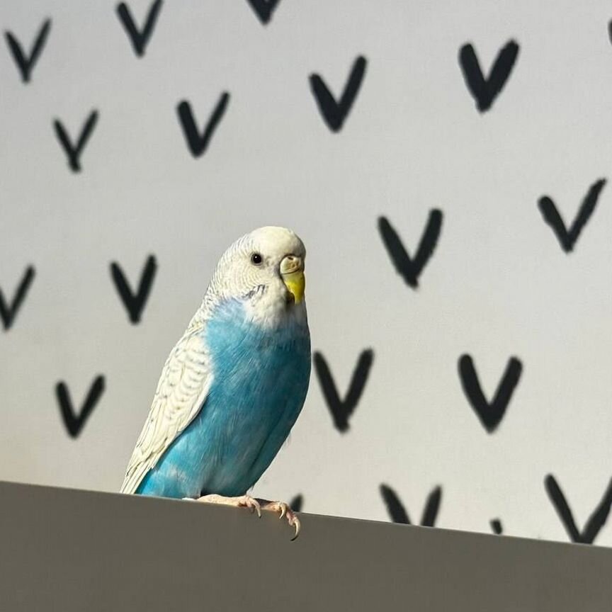 Волнистый попугай с клеткой