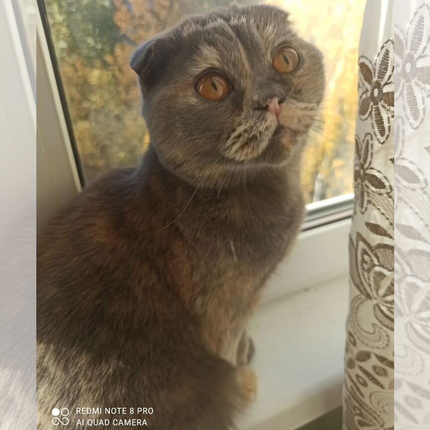 Шотландская вислоухая кошка бесплатно
