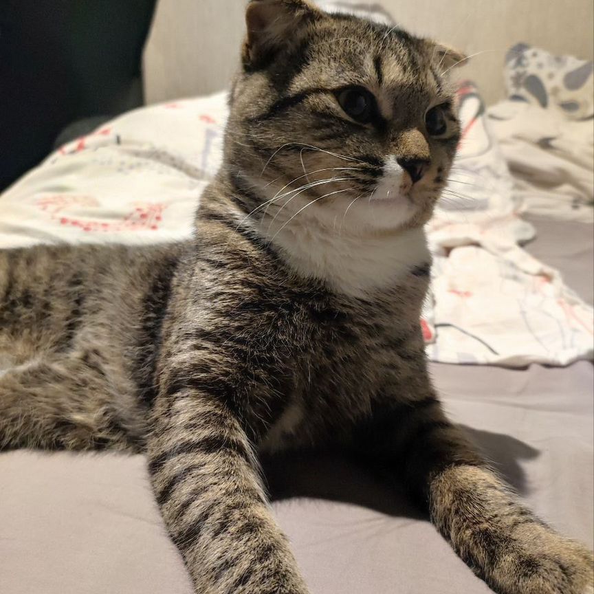 Шотландская вислоухая кошка бесплатно