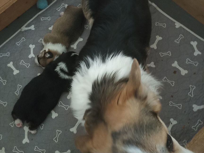 Малыши корги
