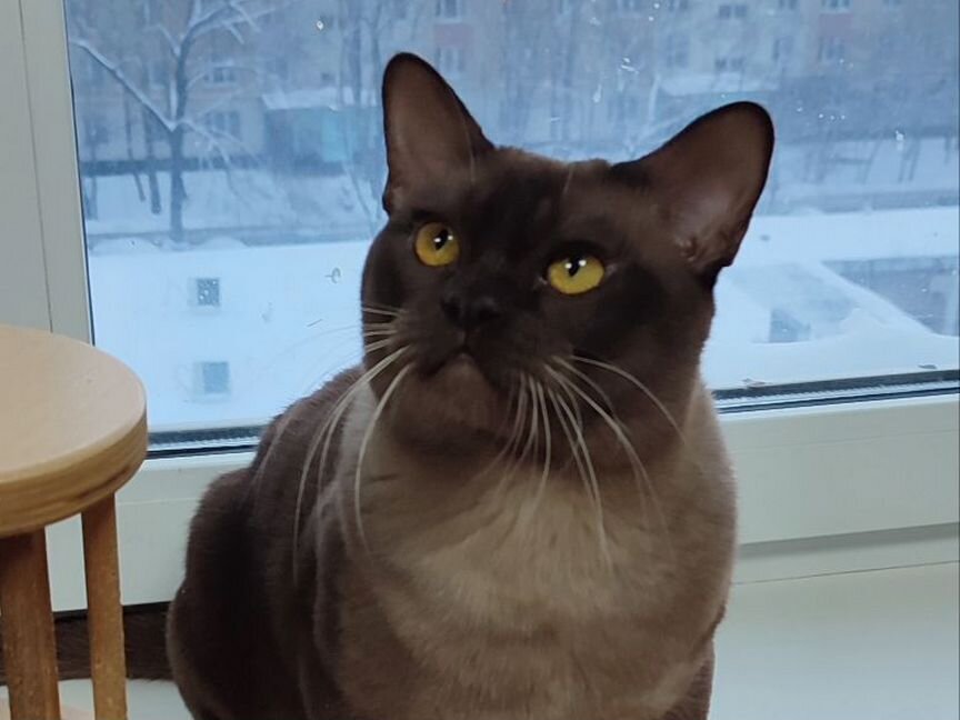 Бурманский пирожок