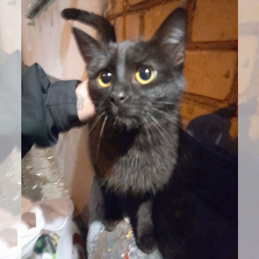 Кошка Чернушка ищет дом