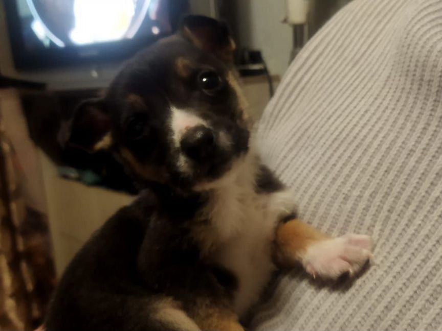 Спасли щеночка. Отдадим в добрые руки