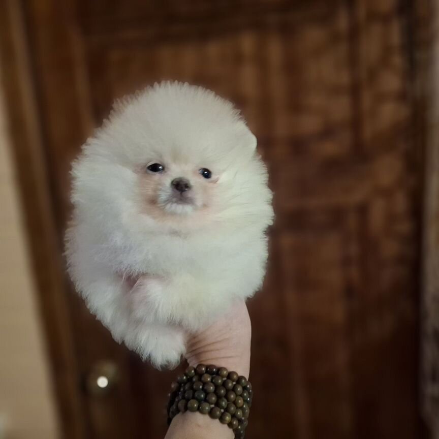 Померанский шпиц, щенок