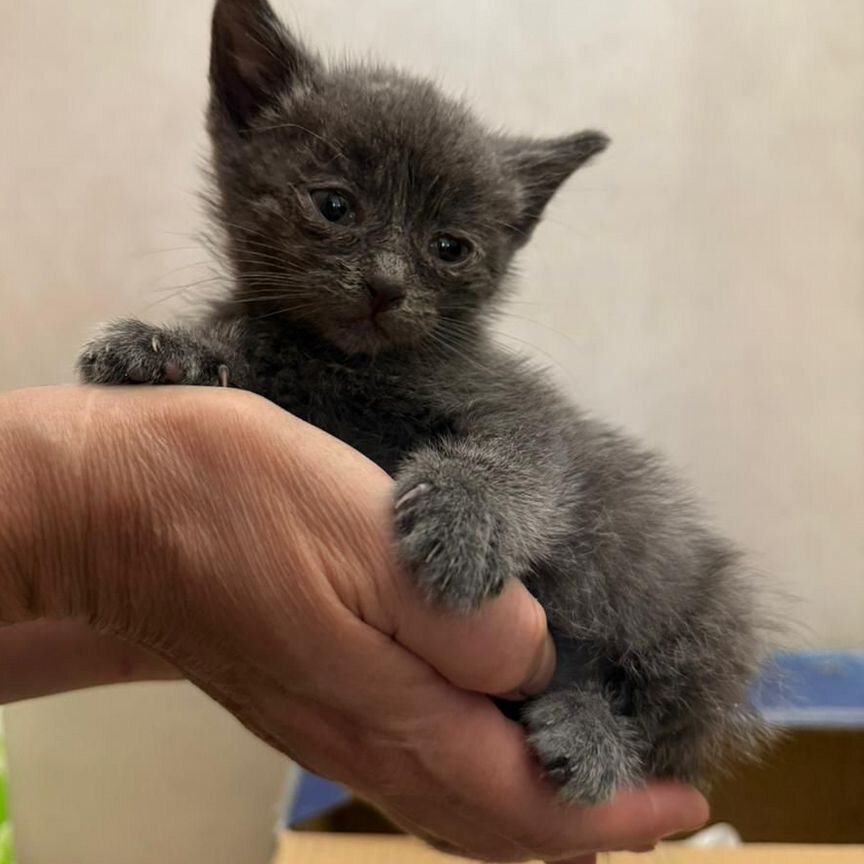 Серый котёнок в добрые руки