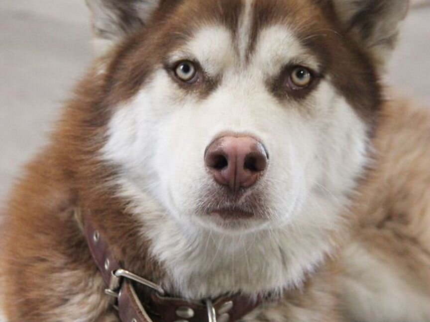 Кобель на вязку хаски