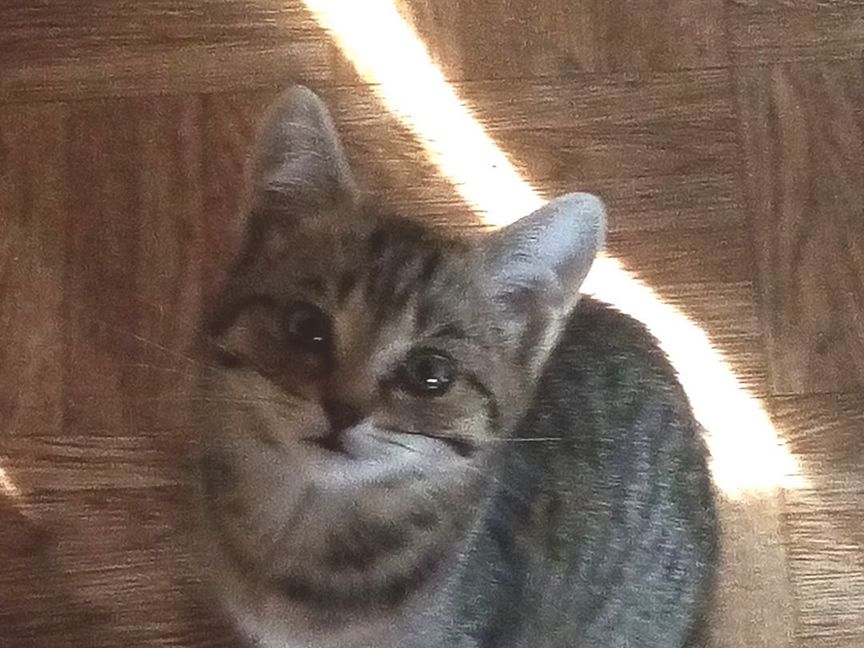Котята отдам в добрые руки бесплатно