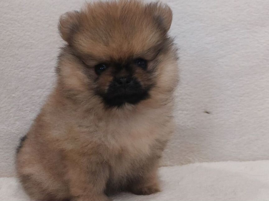 Померанский шпиц мальчик