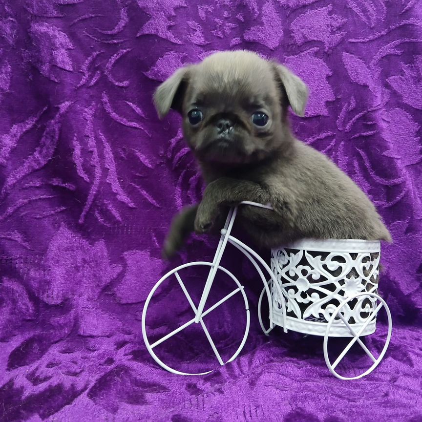 Пти брабансон