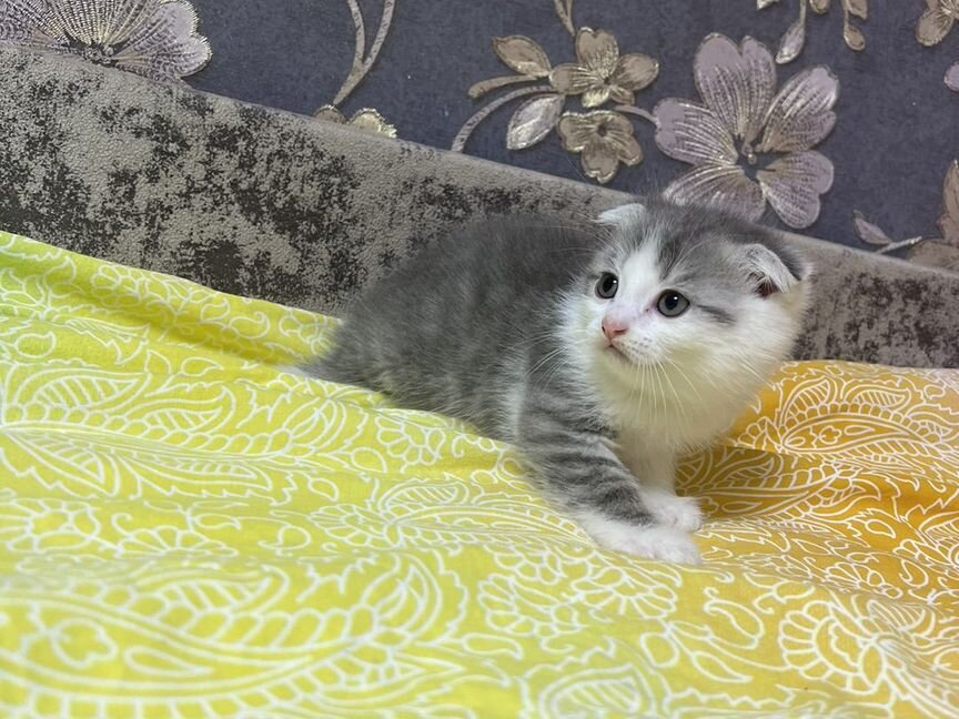 Шотландские вислоухие котята