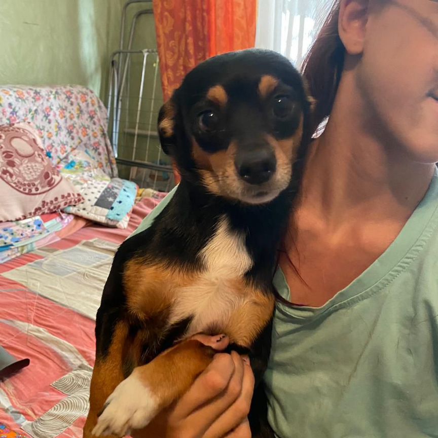 Миниатюрные собаки