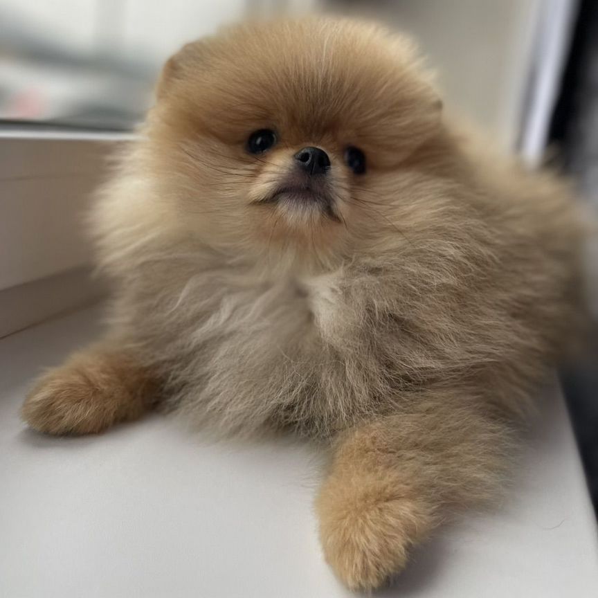 Померанский шпиц, щенок