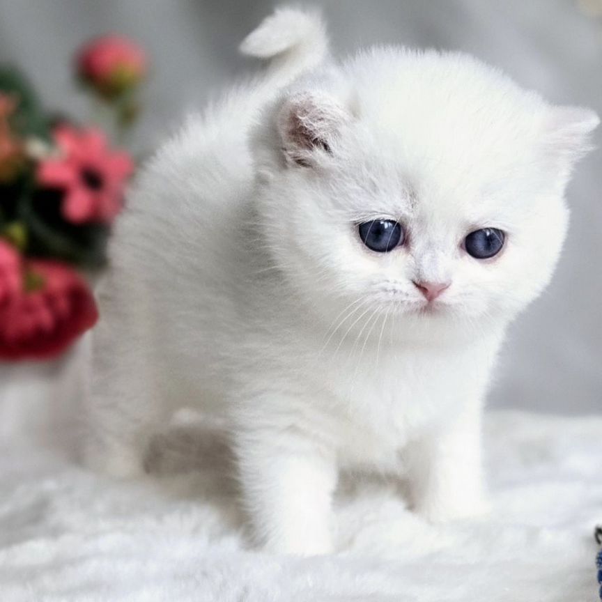 Британский короткошёрстный котёнок