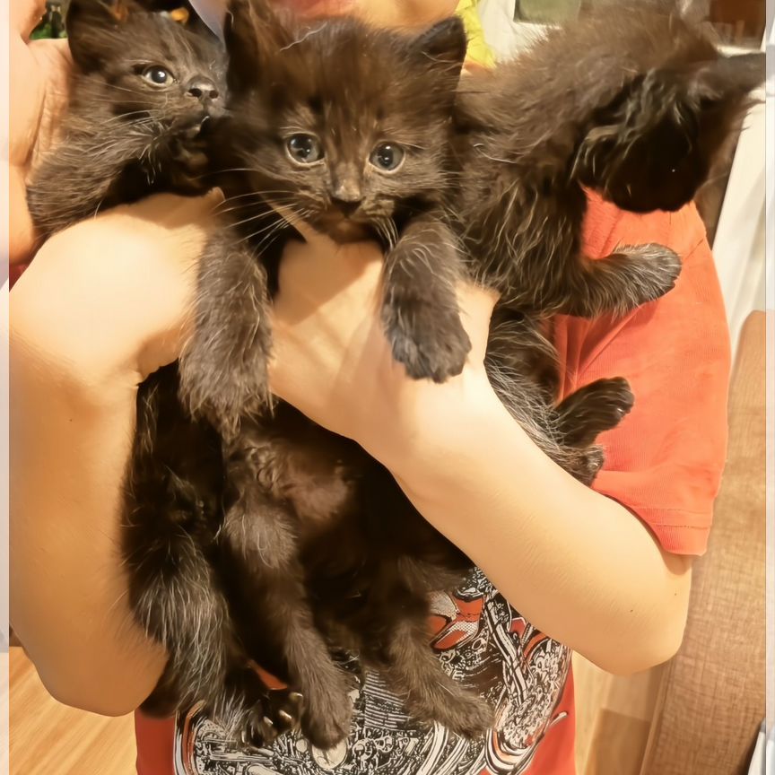 Сибирский котёнок