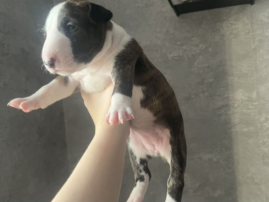 Стандартный бультерьер