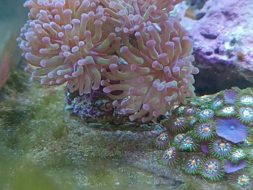 Эуфилия коралл морской